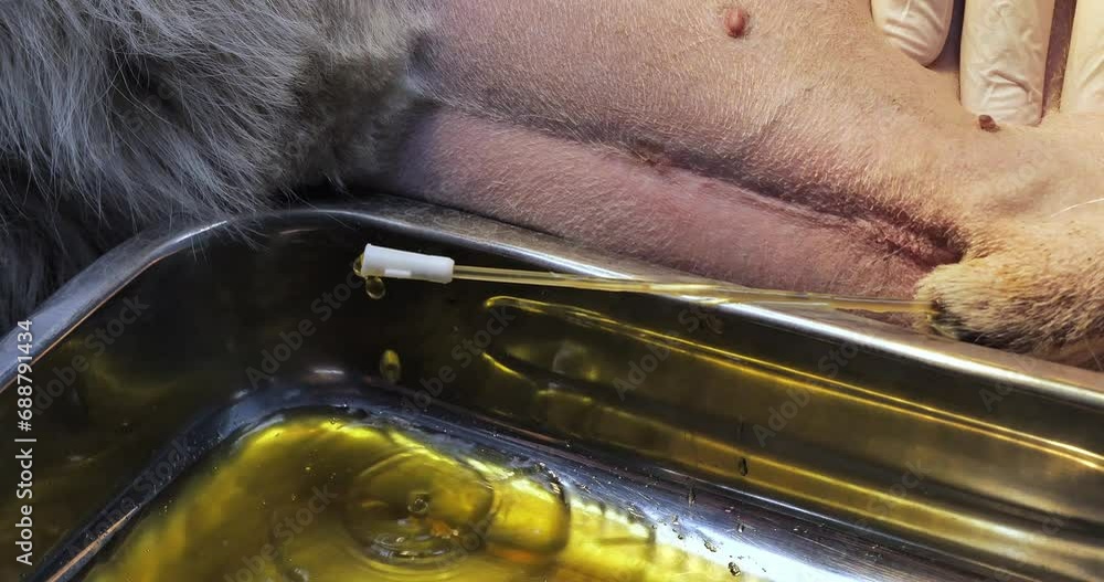 A urinary catheter was installed in a dog with urinary retention. Urine ...