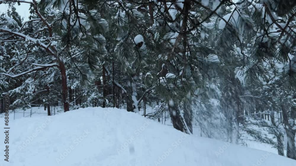 Snow falling down from pine tree branch in winter. Idyllic snowy ...