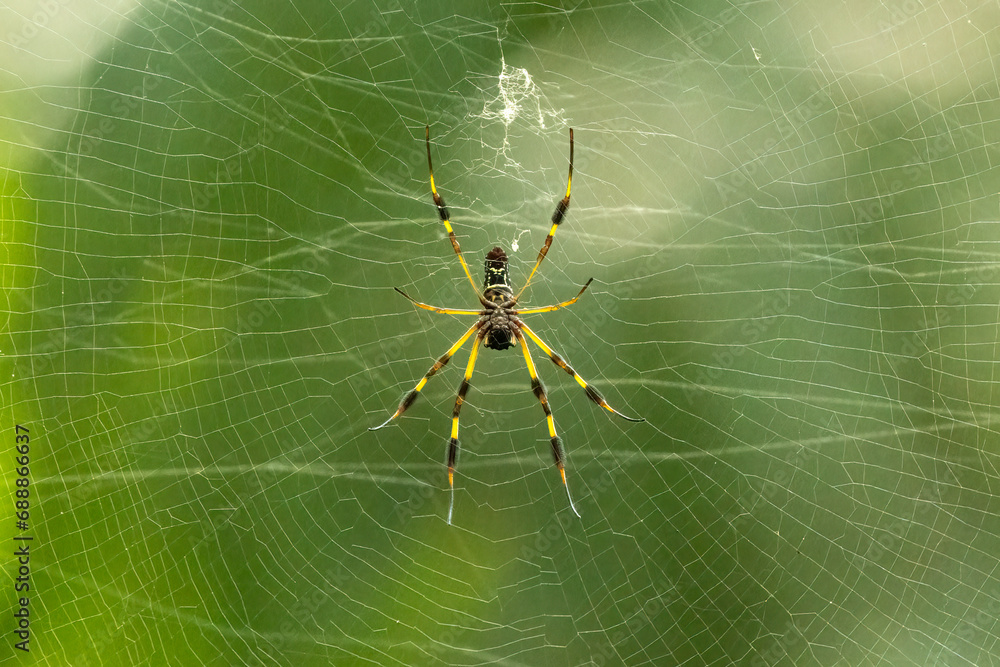 Underbelly of the Arachnid, Golden Silk Orb Weaver Spider ...
