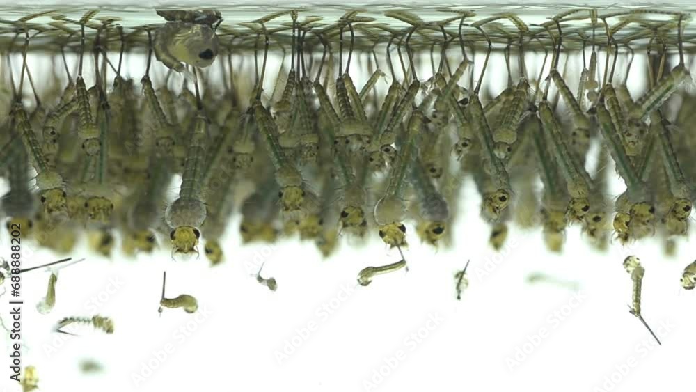 Vidéo Stock Mosquito larva in water new hatch baby born disease Dengue ...