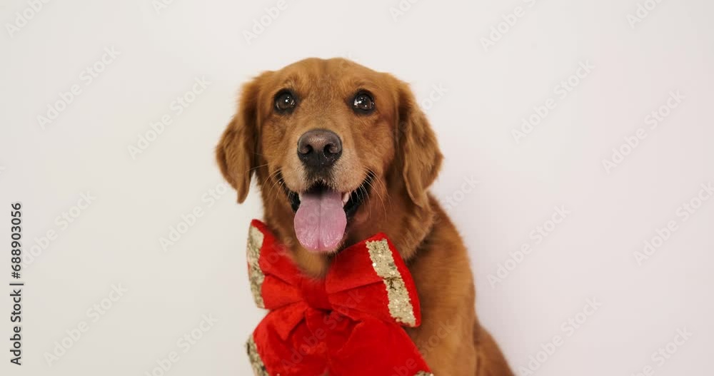 Golden Retriever dog with a red bow around its neck for Christmas. The ...