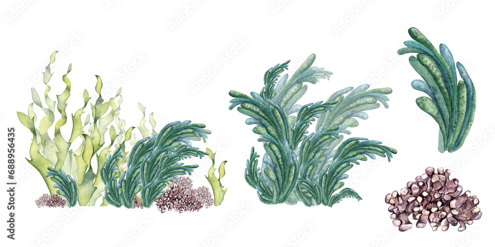 Set of green sea plants watercolor illustration isolated on white ...