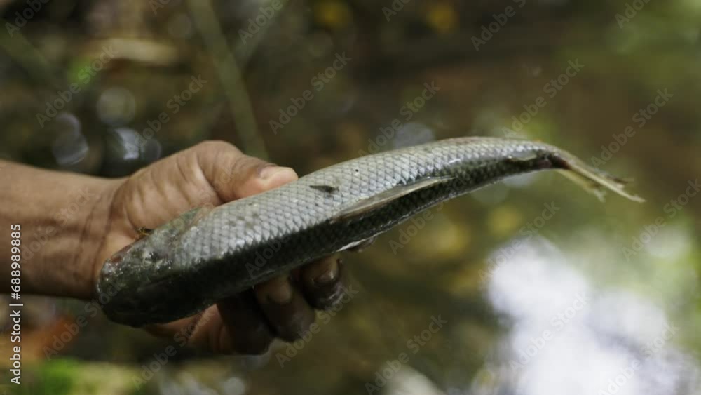 Close up of a local fish of the Cyprinidae tribe in the hand, native to ...