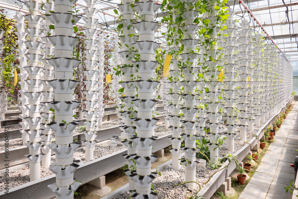 Sustainable Agriculture. Hydroponics based production method farm ...
