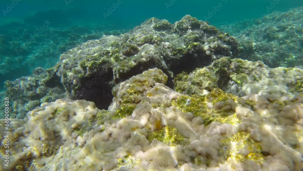 Relief of underwater rock reef covered with Common Coral Weed on sun ...