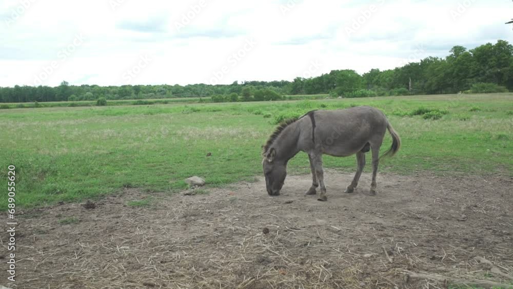 Vidéo Stock A donkey stands and sniffs the ground. Finding a lovely ...