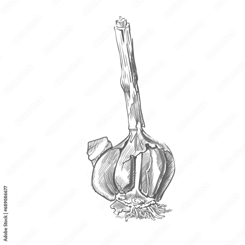 Garlic graphic drawing. Monochrome drawing of garlic. Botanical ...