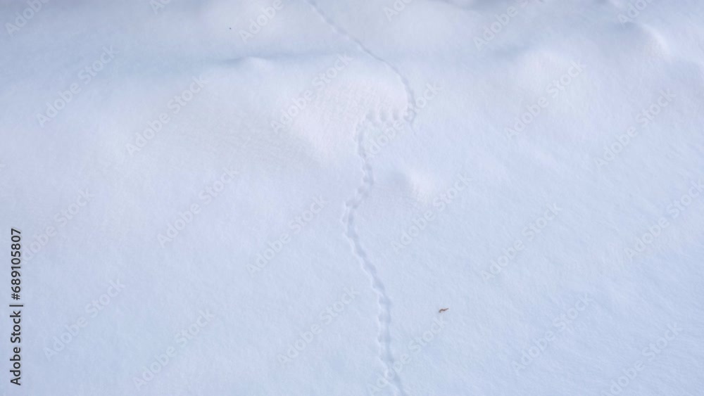 Traces of mice, little beast in the snow. Field Mouse footprints in the ...