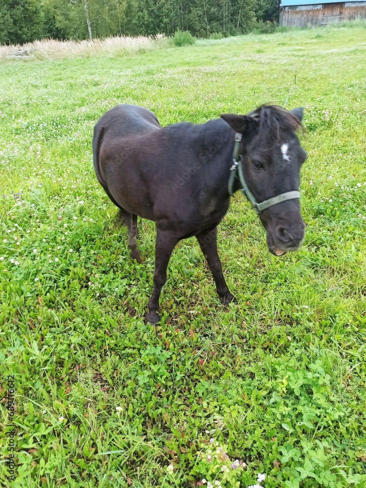 Donkeys are walking around the village, grazing, looking at the camera ...