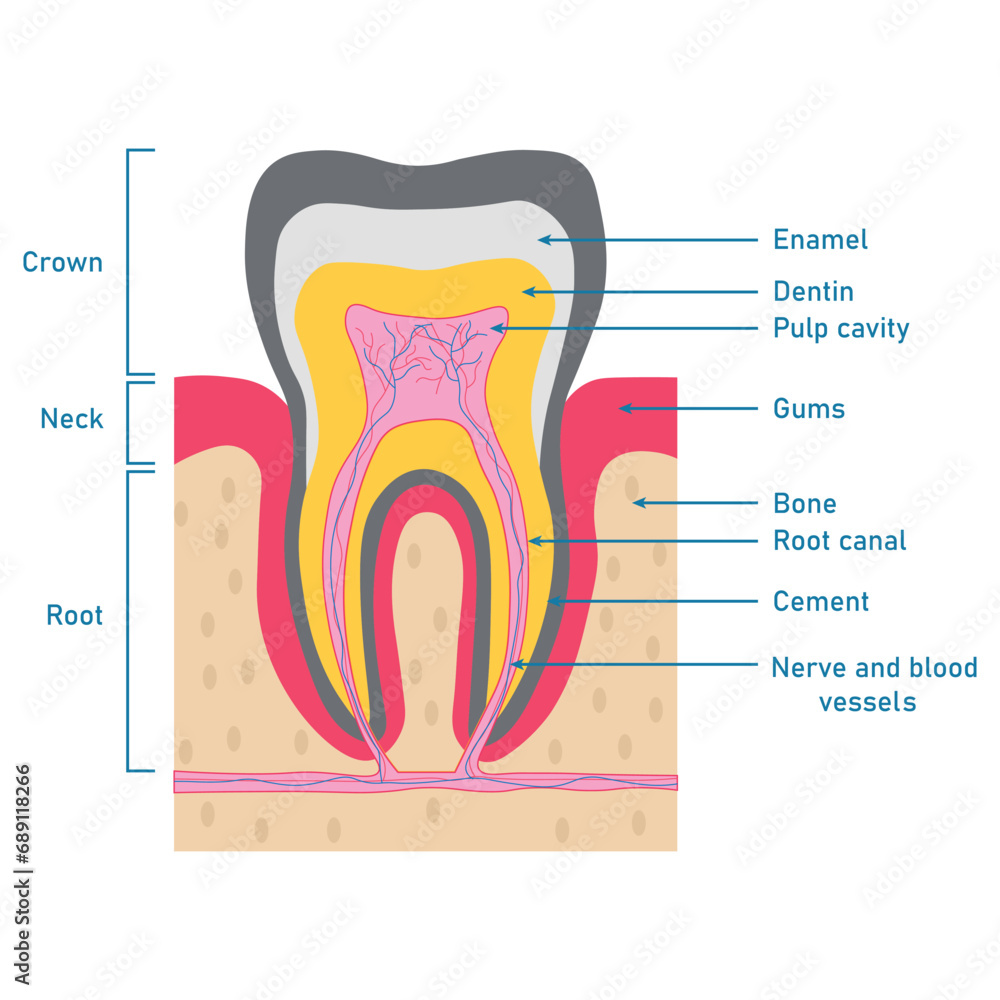Structure of teeth diagram. Parts of teeth. Enamel, dentin, pulp cavity, gums, bone, root canal ...