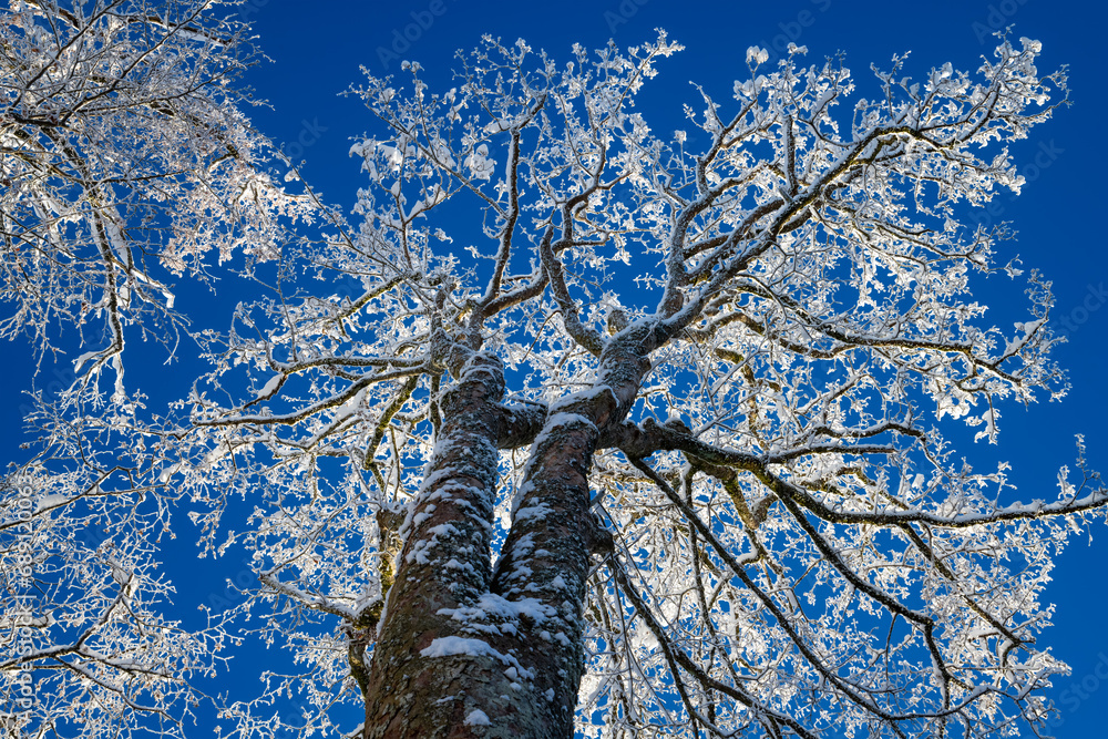 Snow covered bare tree on a cold december morning at Lichtenstein ...