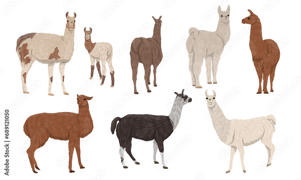 Set of realistic llamas Lama glama and their cubs in different poses ...
