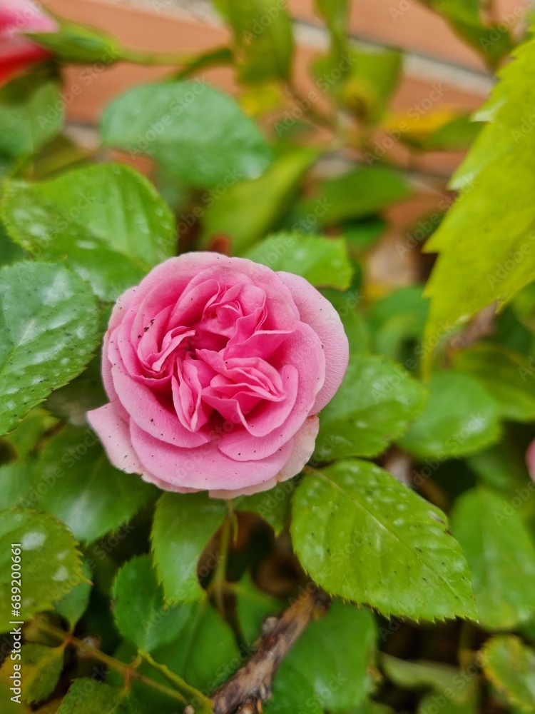 Camellia japonica, common camellia, Japanese camellia.rose on a bush in ...