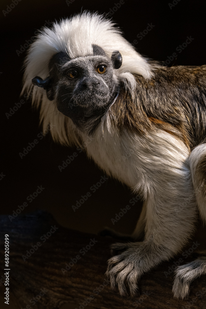 Tamarin pincher - a small monkey with a white mane on its head ...
