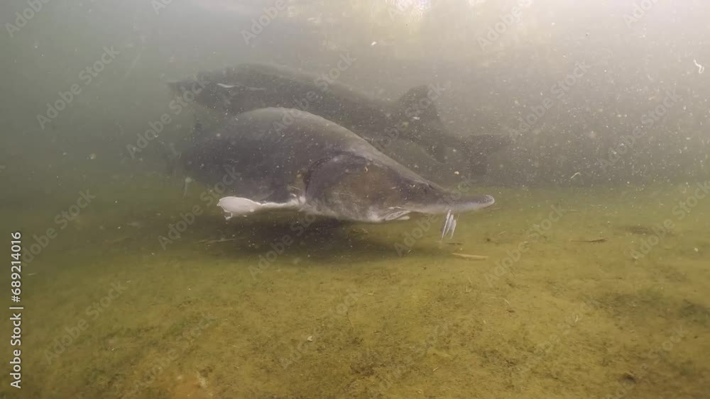 Beluga Sturgeon Or Great Sturgeon (Huso Huso) Swimming underwater In ...