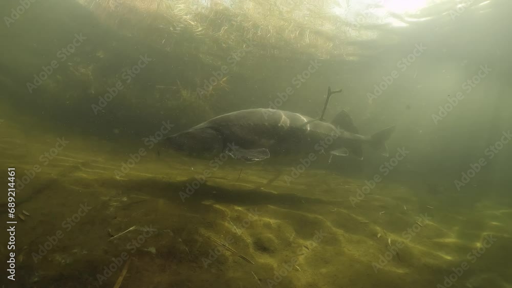 Beluga Sturgeon Or Great Sturgeon (Huso Huso) Swimming underwater In ...