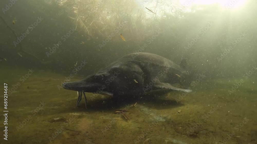 Beluga Sturgeon Or Great Sturgeon (Huso Huso) Swimming underwater In the Pond. Underwater ...