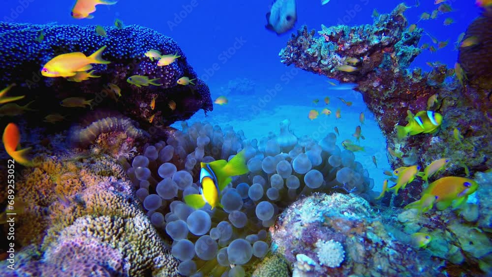 Coral Reef Fish Scene Clownfish. Underwater tropical clownfish ...