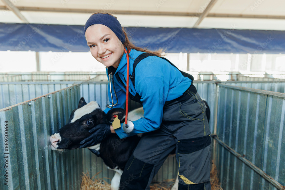 Happy woman vet doctor uses stethoscope for checks health of calf and ...
