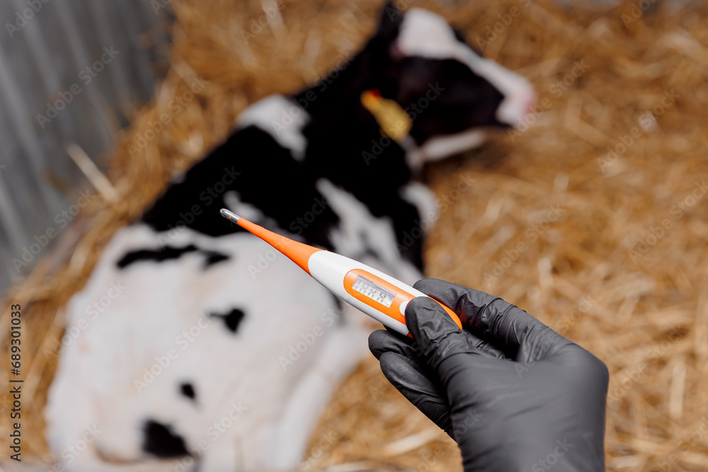 Thermometer background cow, Veterinarian measuring temperature and ...