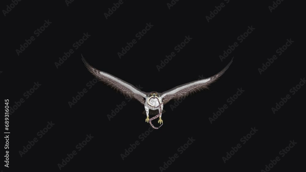 Snake Eagle with Caught Serpent - Flying Loop - Front View - Realistic ...