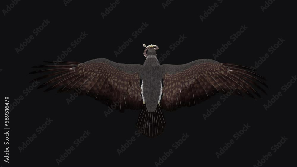Snake Eagle with Caught Serpent - Flying Loop - Top View - Realistic 3D ...