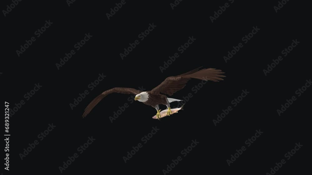 American Bald Eagle with Caught Salmon Fish - Flying Loop - Side High ...