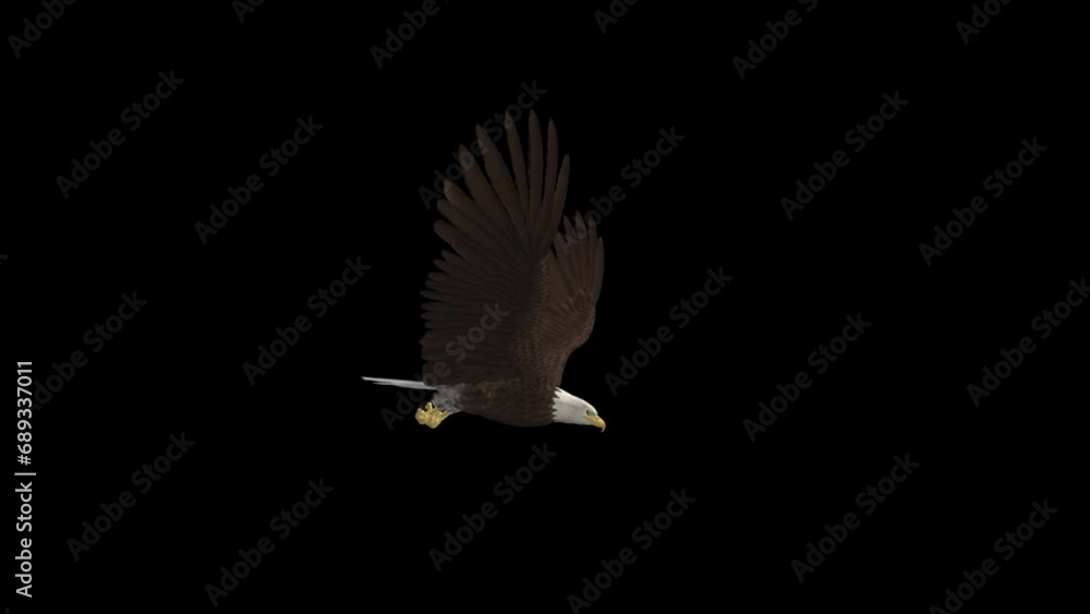 American Bald Eagle - Bird of Prey - Flying Cycle Loop - 4K Side View ...