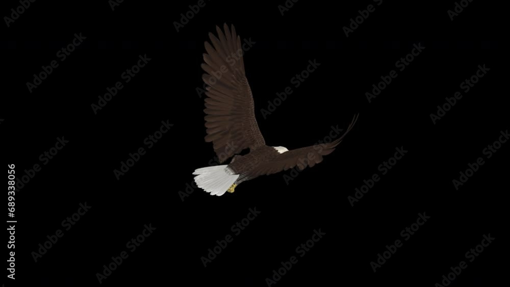 American Bald Eagle - Bird of Prey - Flying Cycle Loop - 4K Back Angle ...