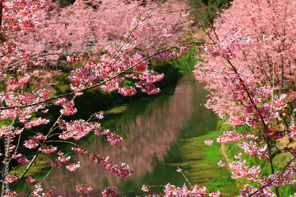 Scenery of blooming Cherry blossom trees with river and reflection ...