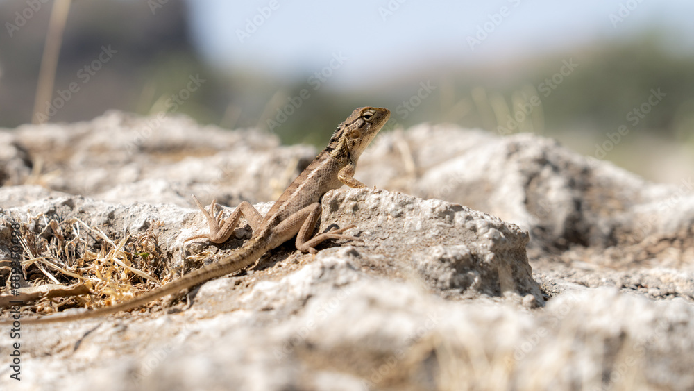The oriental garden lizard (Calotes versicolor) in oman salalah. Stock ...