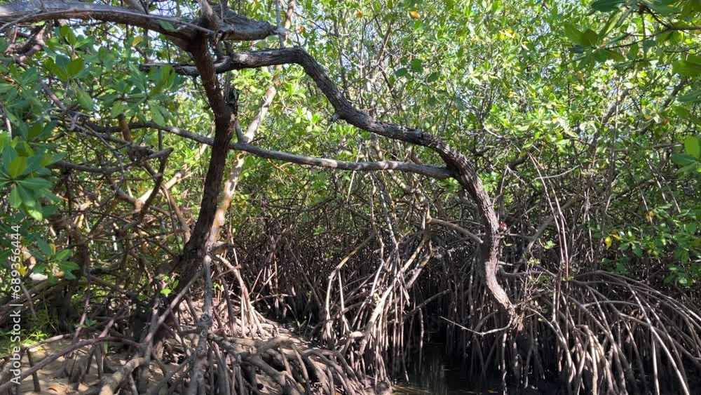 Intricate branches intertwined in mangroves forming a tangled green ...