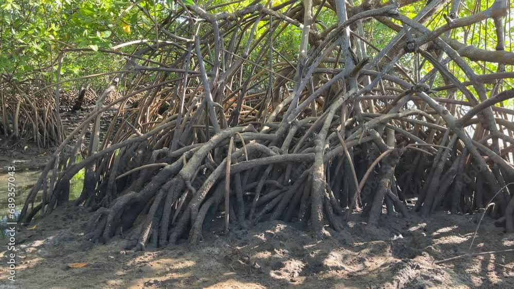 Intricate branches intertwined in mangroves forming a tangled green ...