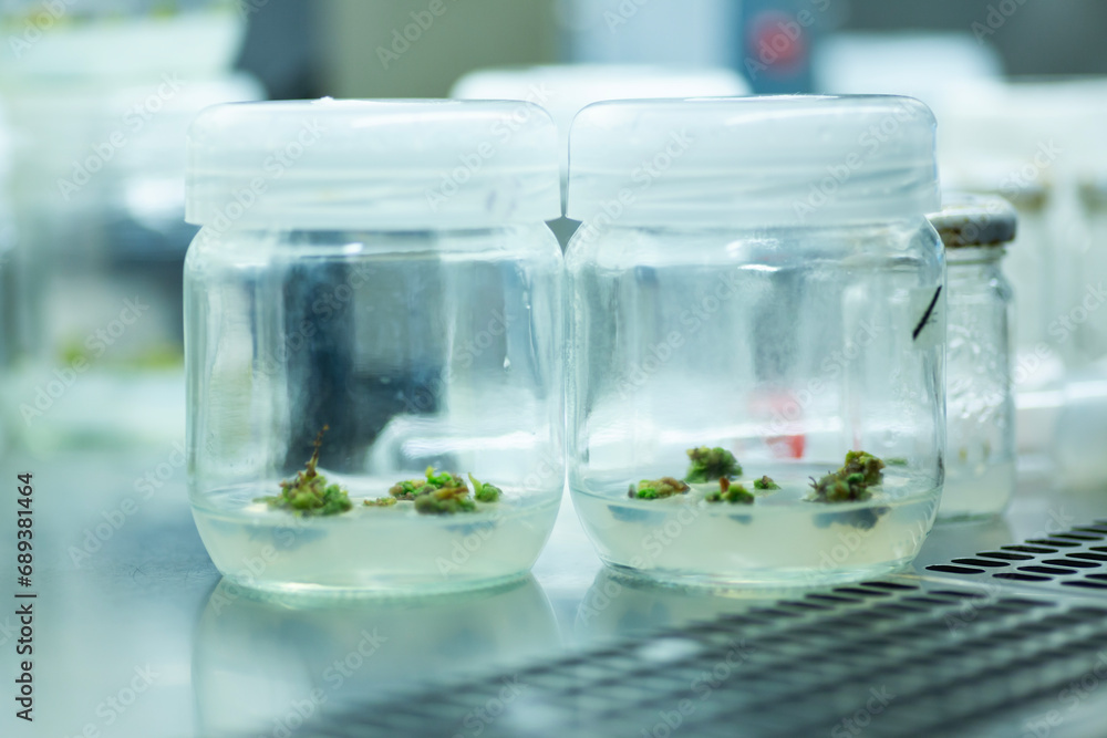 plant Tissue Culture for Agricultural Research Stock Photo | Adobe Stock
