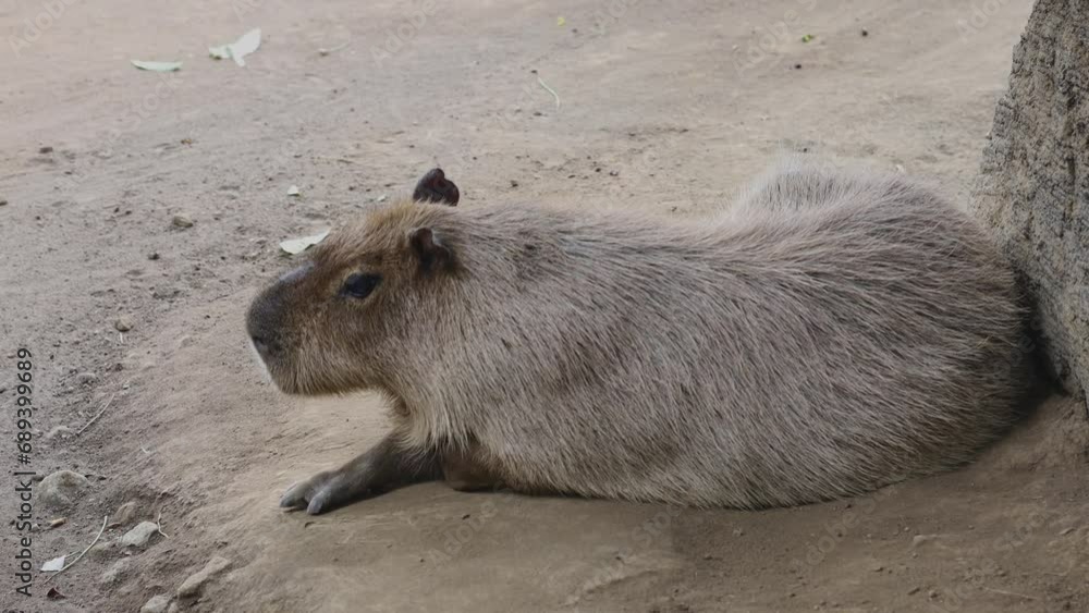 The capybara or large capybara (Hydrochoerus hydrochaeris) is the ...