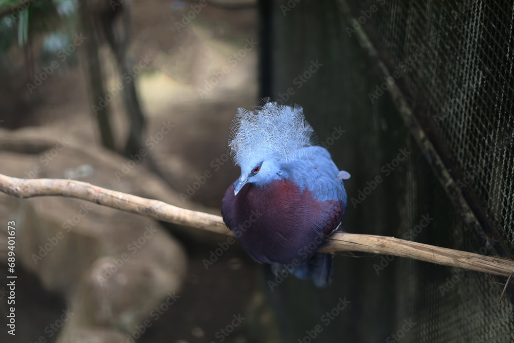 Crowned pigeon (Goura) type Columbidae. The Victoria crowned is a ...