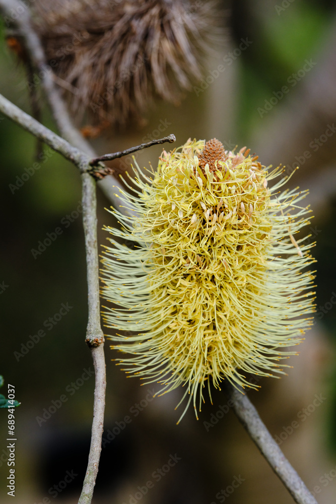Banksia is a genus of around 170 species of flowering plants in the ...