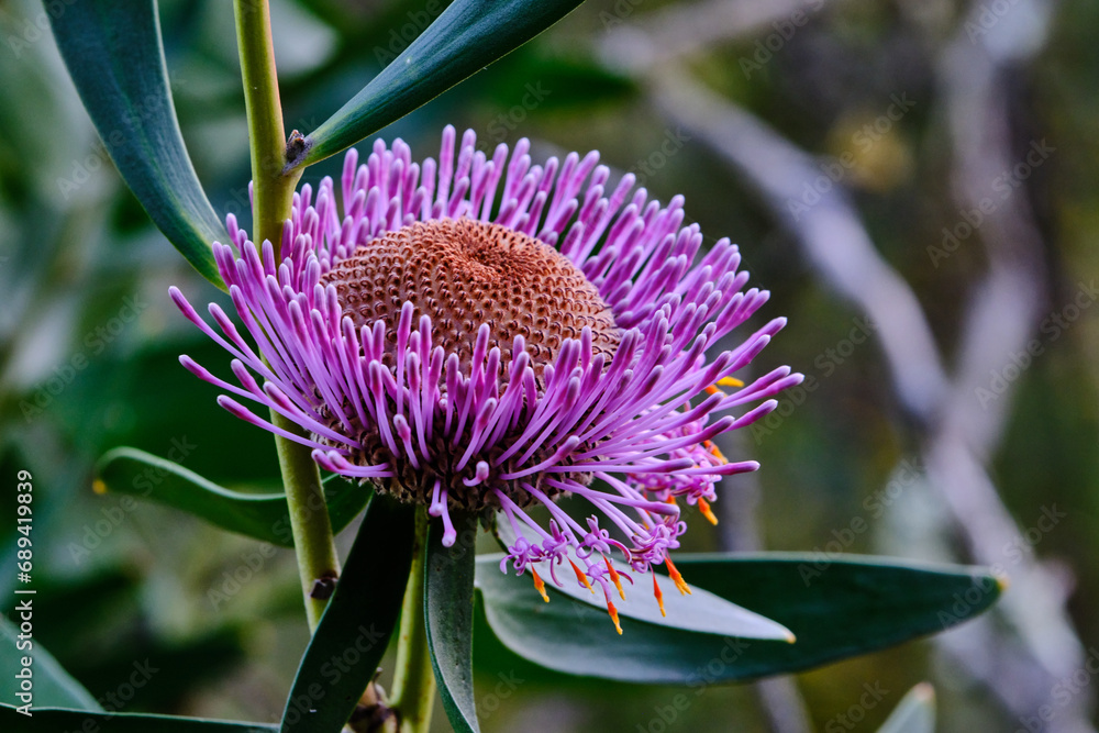 Isopogon, commonly known as conesticks, conebushes or coneflowers, is a ...
