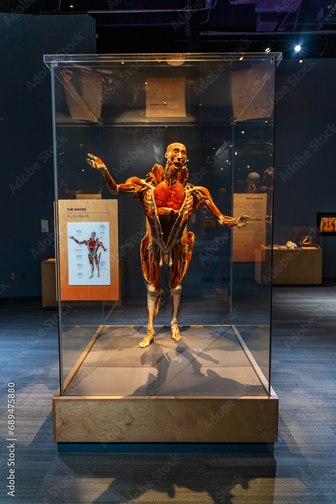 Foto de Body Worlds Decoded at Tech Museum in San Jose. The Tech ...