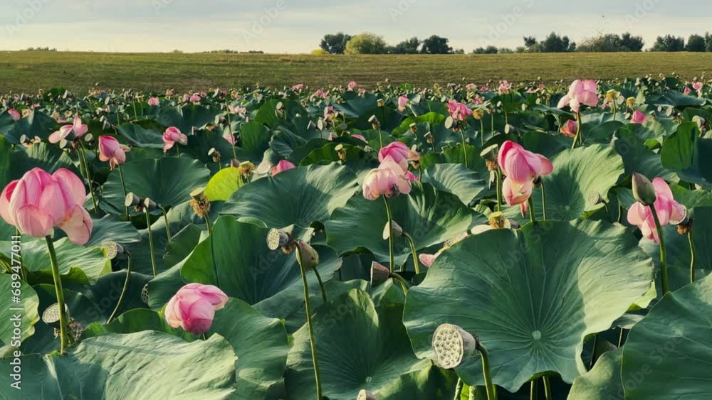 Vidéo Stock Summer pond with lotuses in Astrakhan. Natural leaf flowers ...