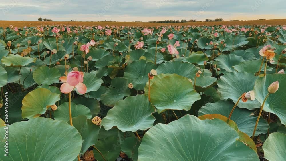 Vidéo Stock Summer pond with lotuses in Astrakhan. Natural leaf flowers ...