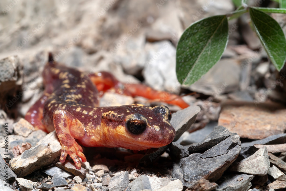 Karpathos-Salamander - Männchen // male of the Karpathos salamander ...