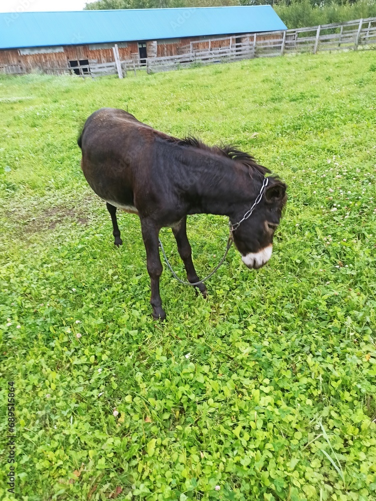 Donkeys are walking around the village, grazing, looking at the camera ...