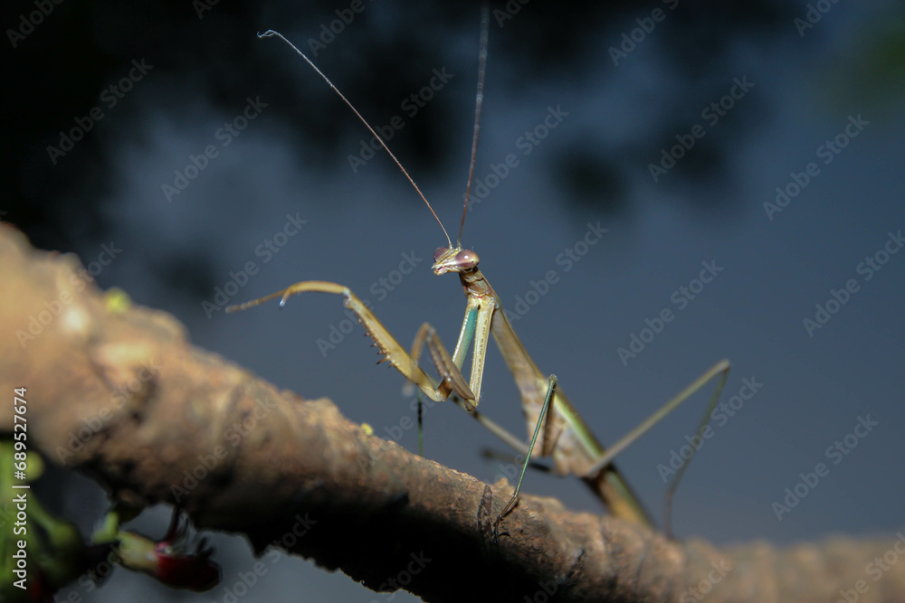 Praying mantis or boxing grasshopper[1] (English: Mantis; Northern Thai ...