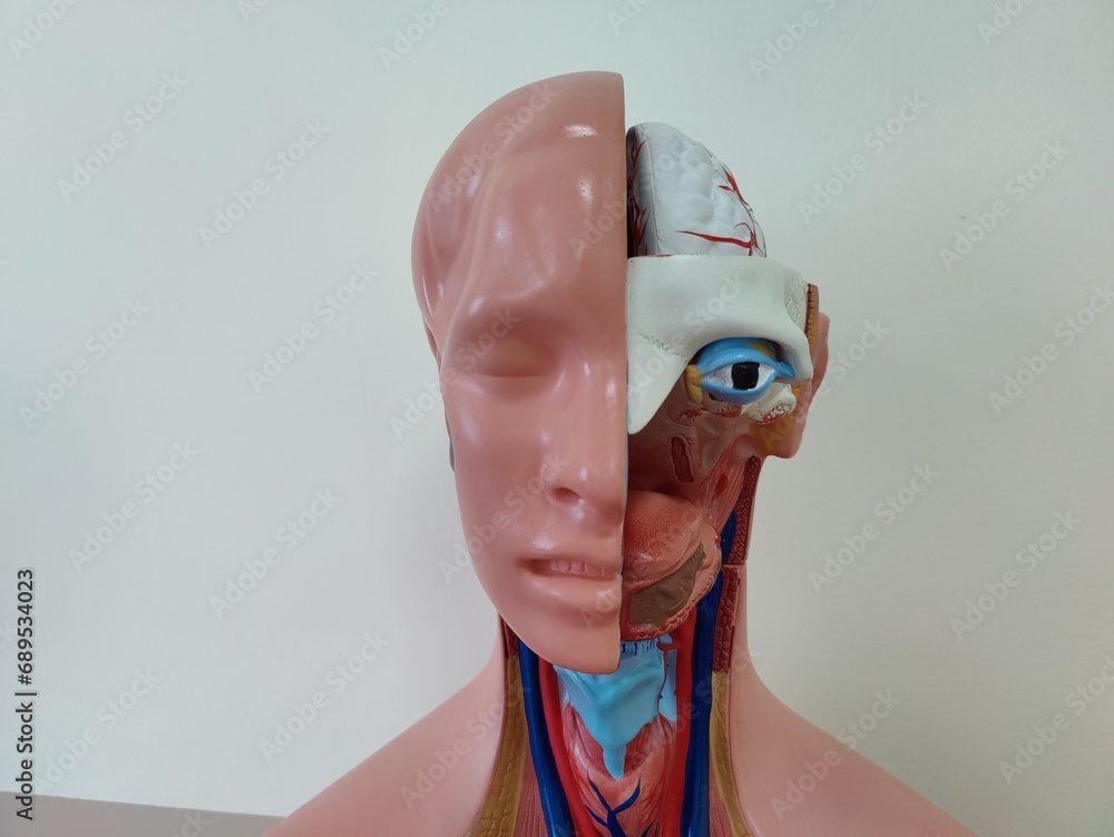 anatomy inside and outside the human head, anatomy mannequin.plastic ...