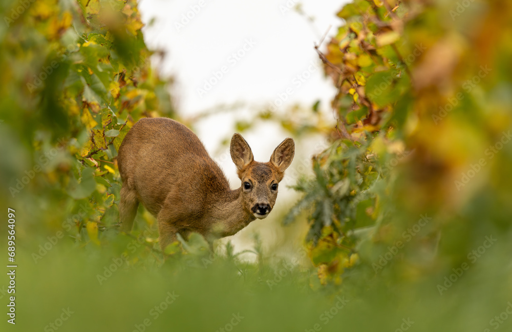 portrait d'un magnifique chevreuil sauvage regardant le photographe ...