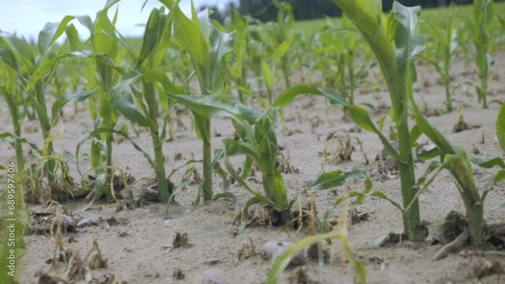 Dry Soil, Climate Change. Green Leaves Corn of Plants in Field. Young ...