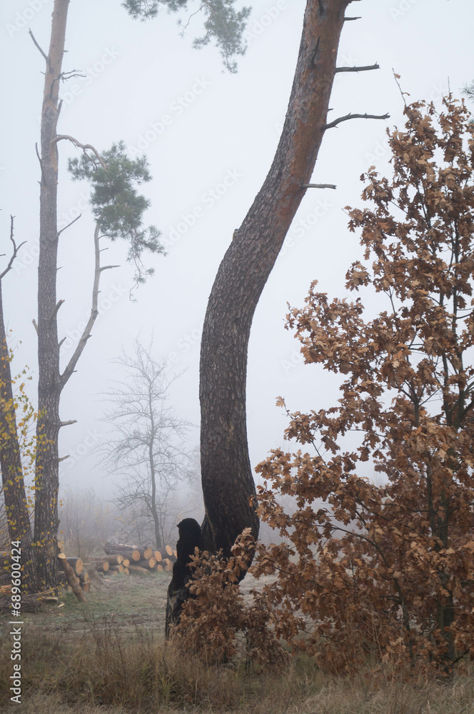 Misty forest scene: A curved tree stands out among the fog, with cut ...