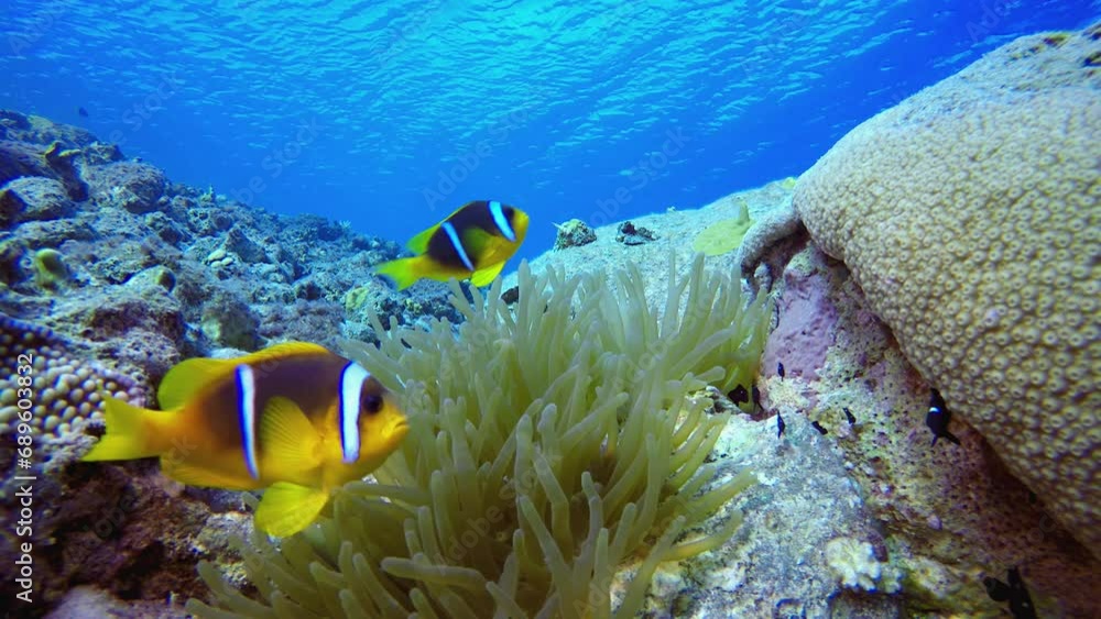 Tropical Blue Water Clownfish. Underwater clownfish (Amphiprion ...