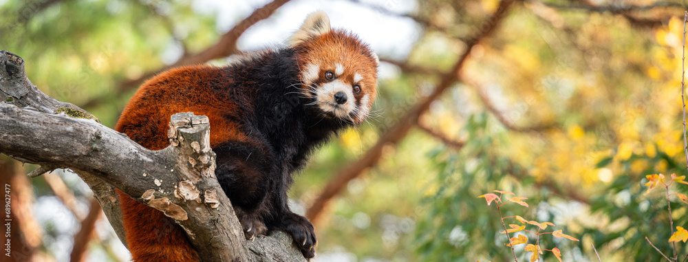 Cute red panda living in a zoo in Japan with tree branch and ground ...